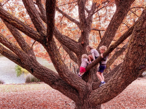 The Ultimate List Of Adelaide's Best Climbing Trees - KIDDO Mag