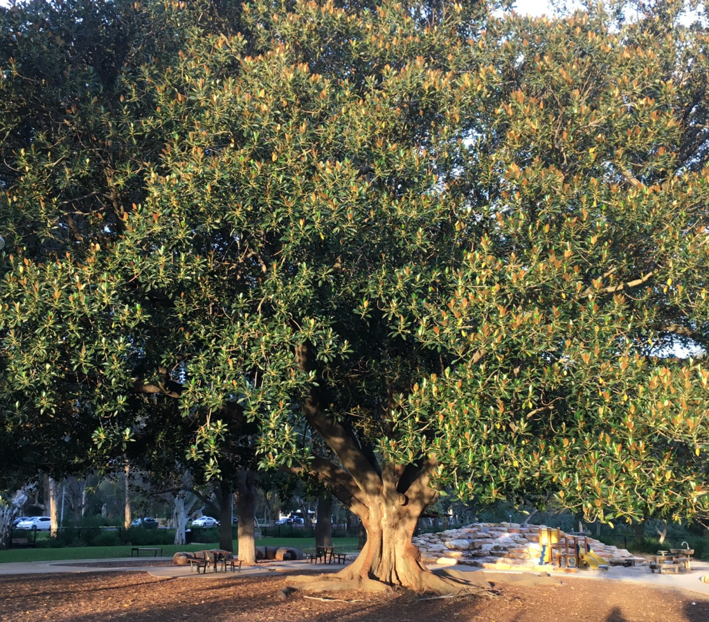 The Ultimate List Of Adelaide's Best Climbing Trees - KIDDO Mag