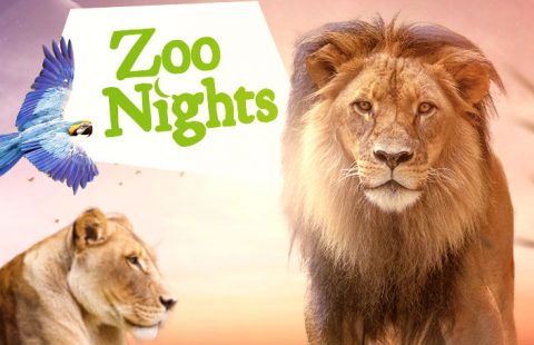 Zoo Nights at The Adelaide Zoo | KIDDO Mag