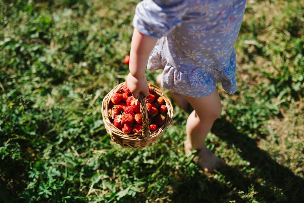 Fruit Picking Adelaide | Where To Pick Your Own Fruit In Adelaide ...